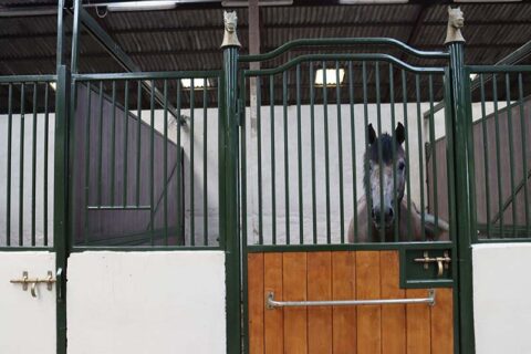 Comment assurer le bien-être de son cheval au box